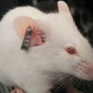 Bagues d'oreille et applicateur (ear tag) pour souris et rats - Aniphy