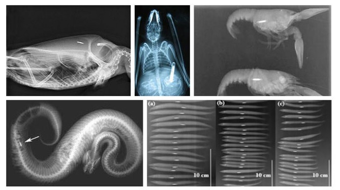 Puces d'identification pour rats et souris - Aniphy